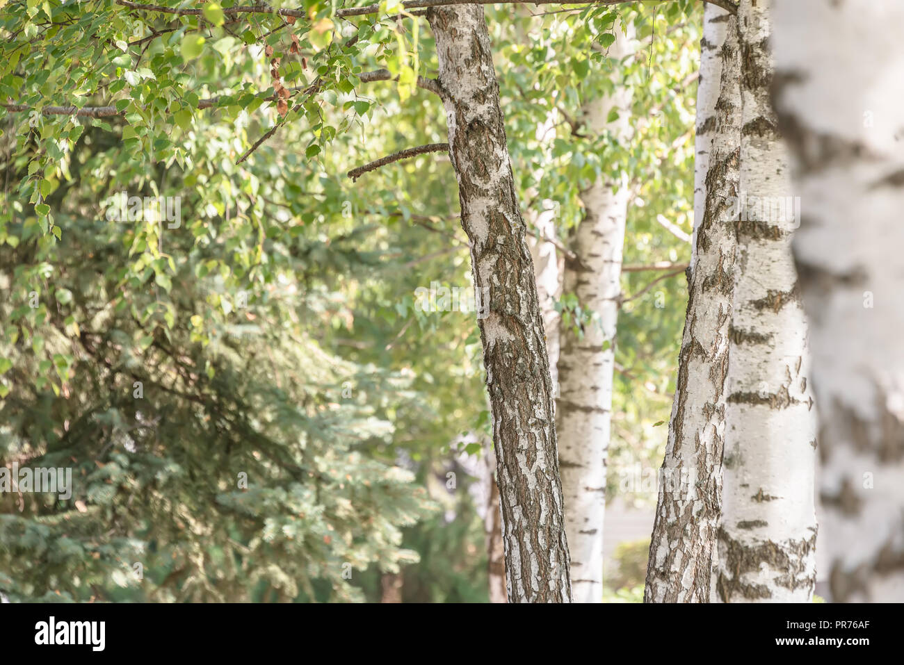 birch forest, a birch grove, an even birch planting, a corridor of ...