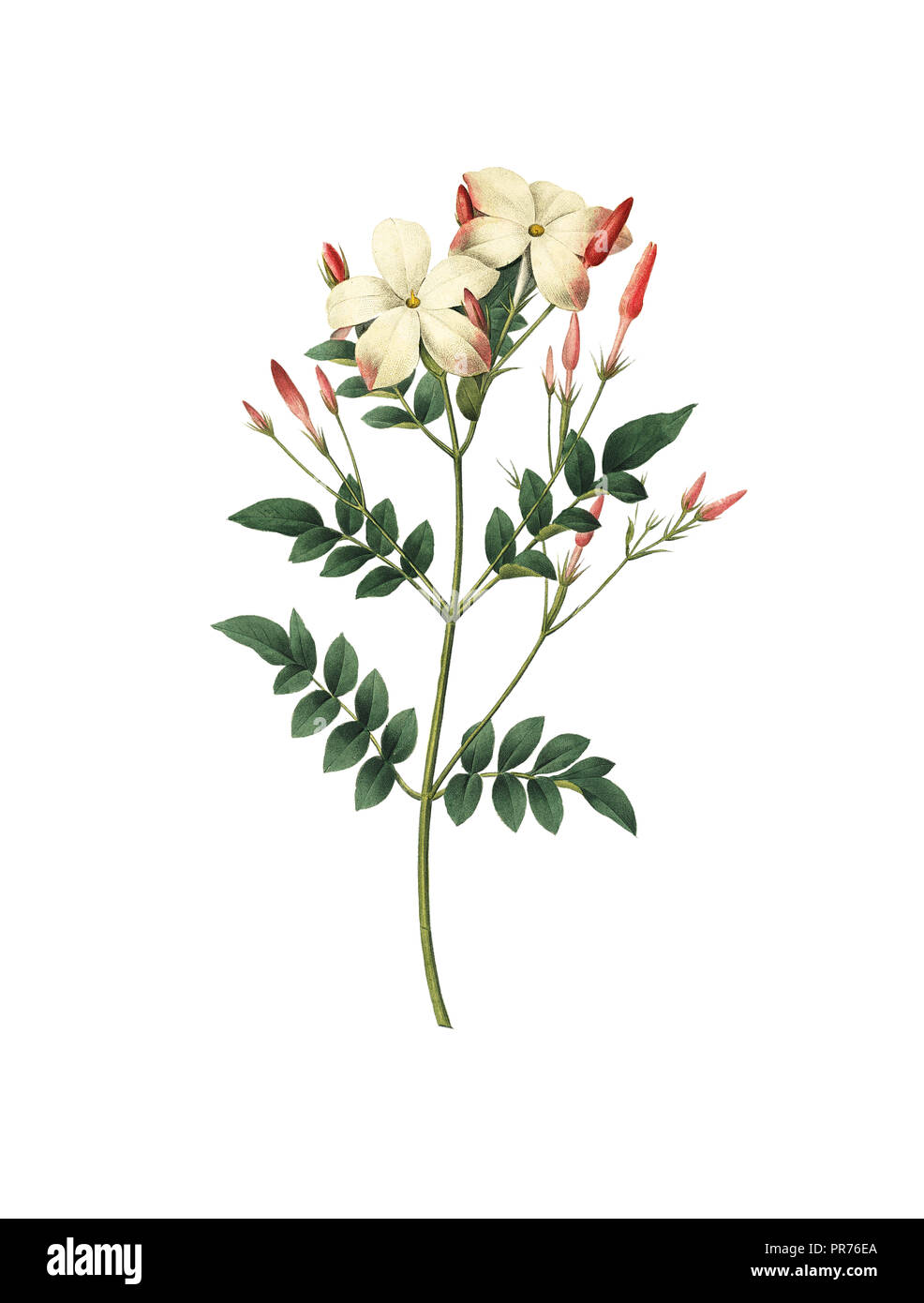 Jasmine Flower Botanical Drawing