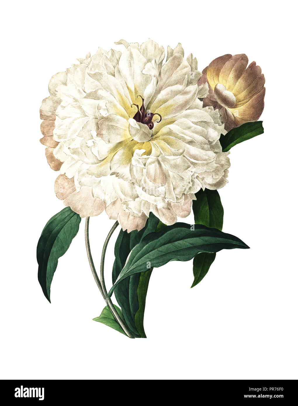 19th-century illustration of a White Peony. Engraving by Pierre-Joseph ...