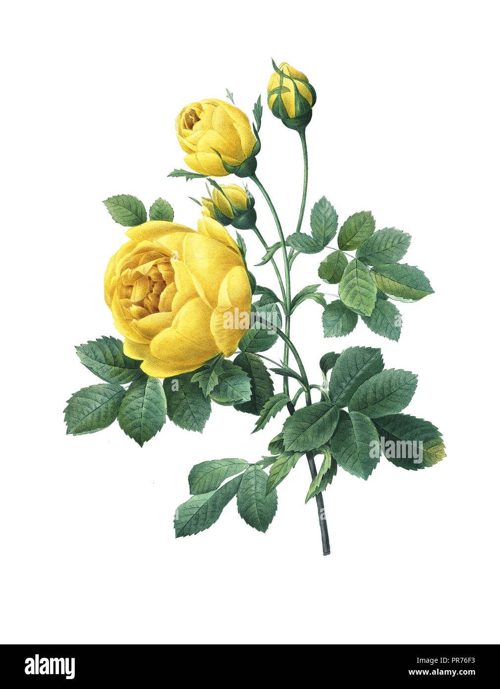 19th-century illustration of a yellow rose. Engraving by Pierre-Joseph ...