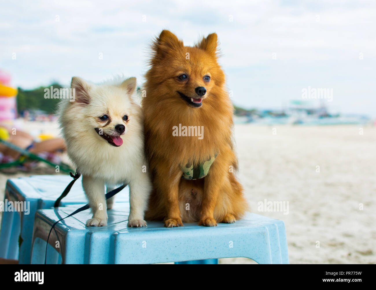 Two cute dogs standing on a chair Stock Photo - Alamy