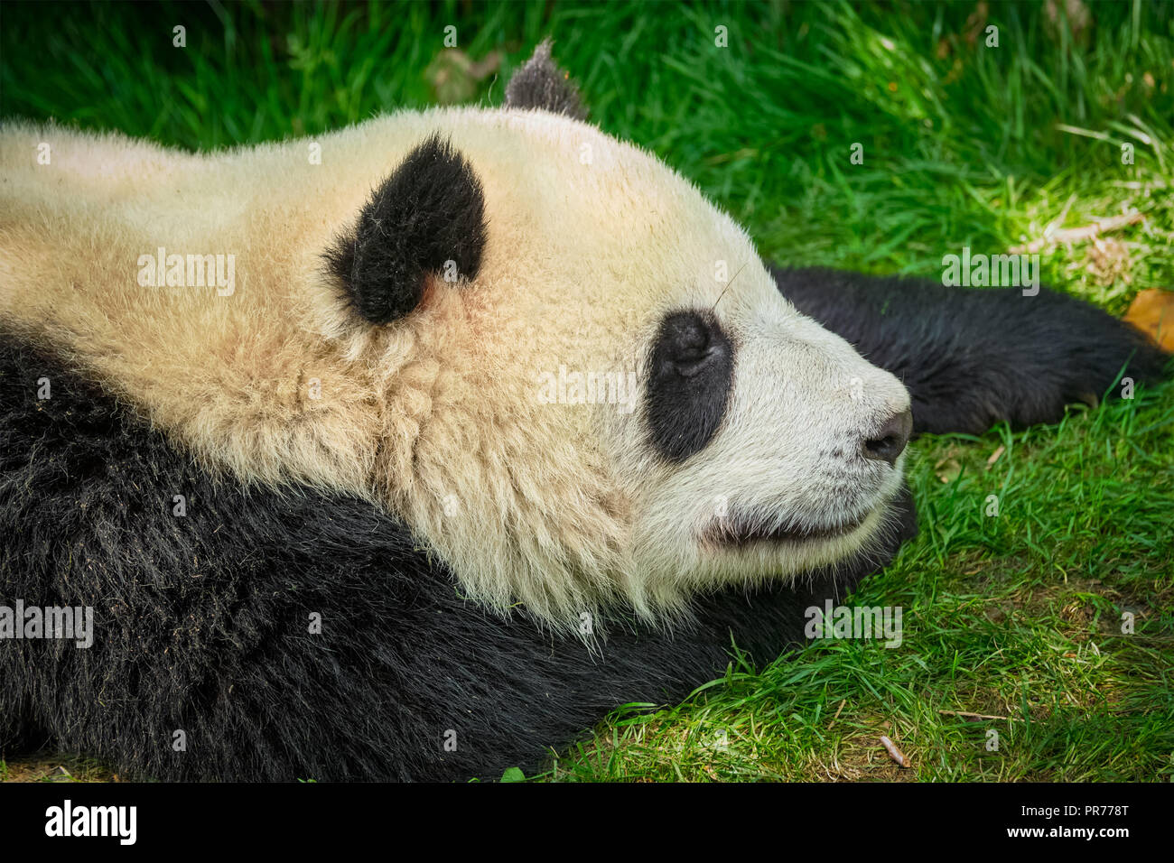 Rare animals china hi-res stock photography and images - Alamy