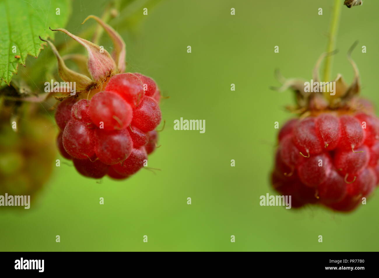 Raspberry ripe bright color summer forest berry Stock Photo - Alamy