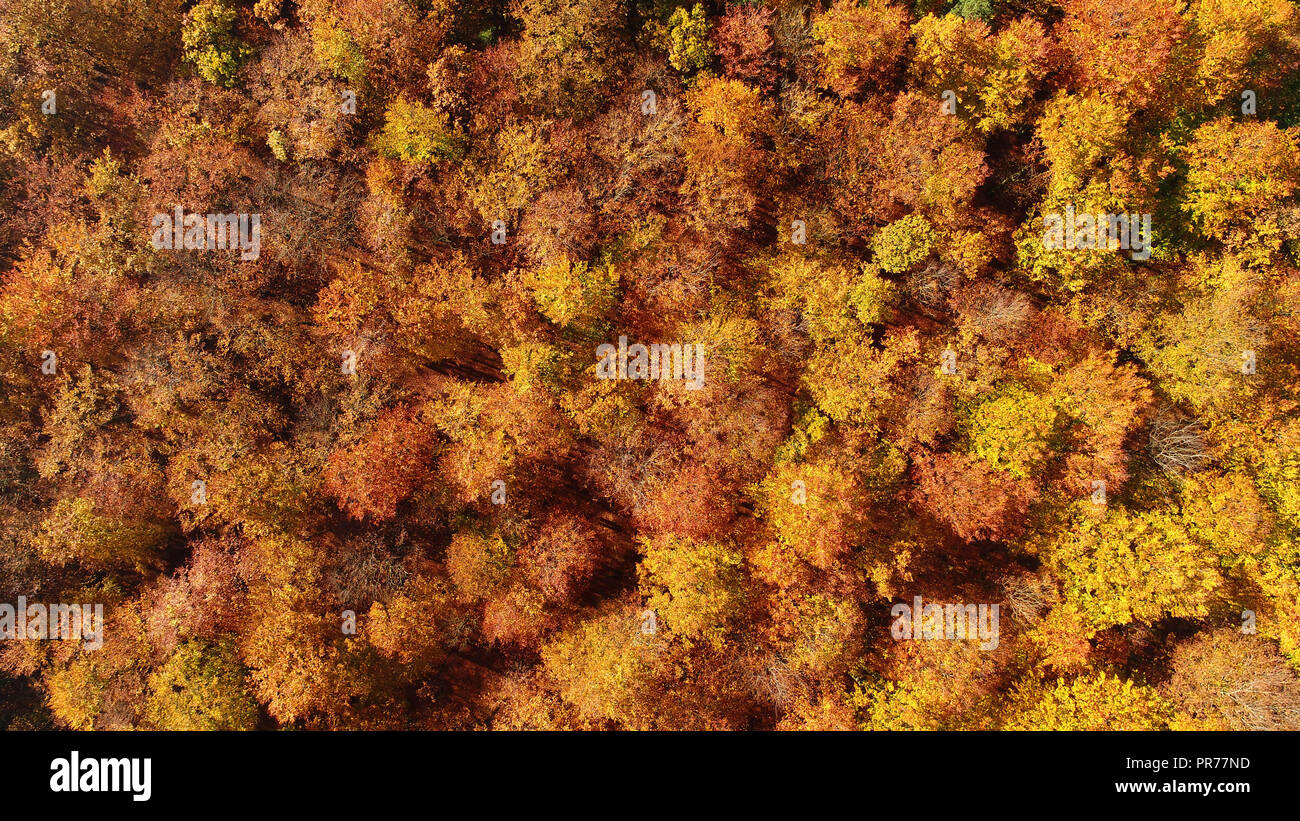 Aerial colorful canopies forest trees hi-res stock photography and ...