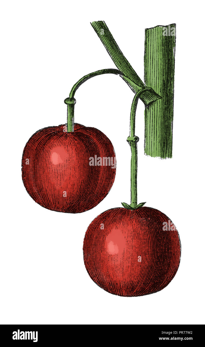 Humans in nature Cut Out Stock Images & Pictures - Alamy