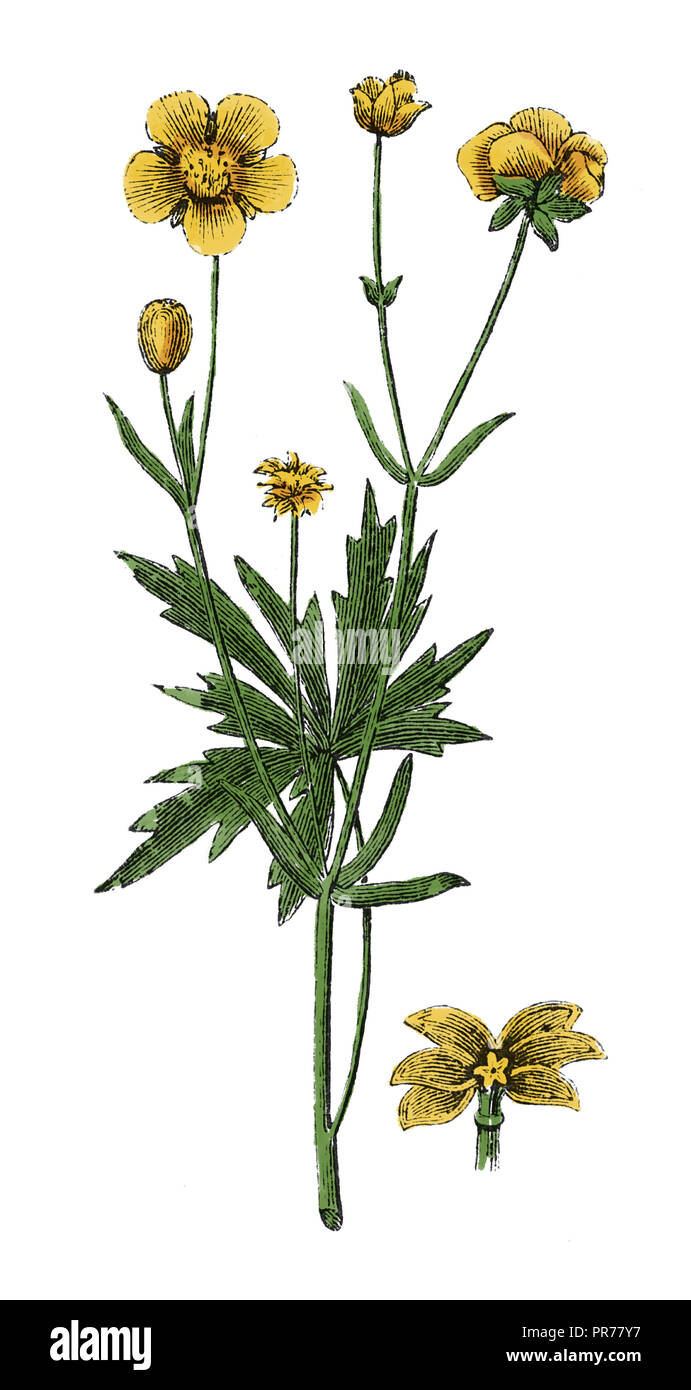 19th century illustration of buttercup (ranunculus acris). Published in ...