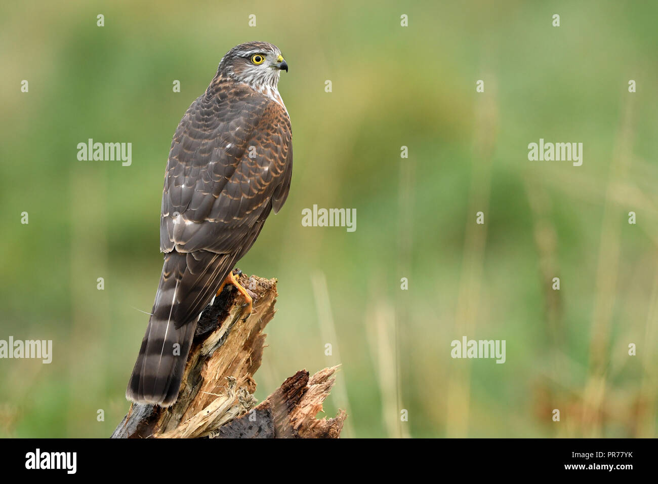 Sparrow hawk male female hi-res stock photography and images - Alamy