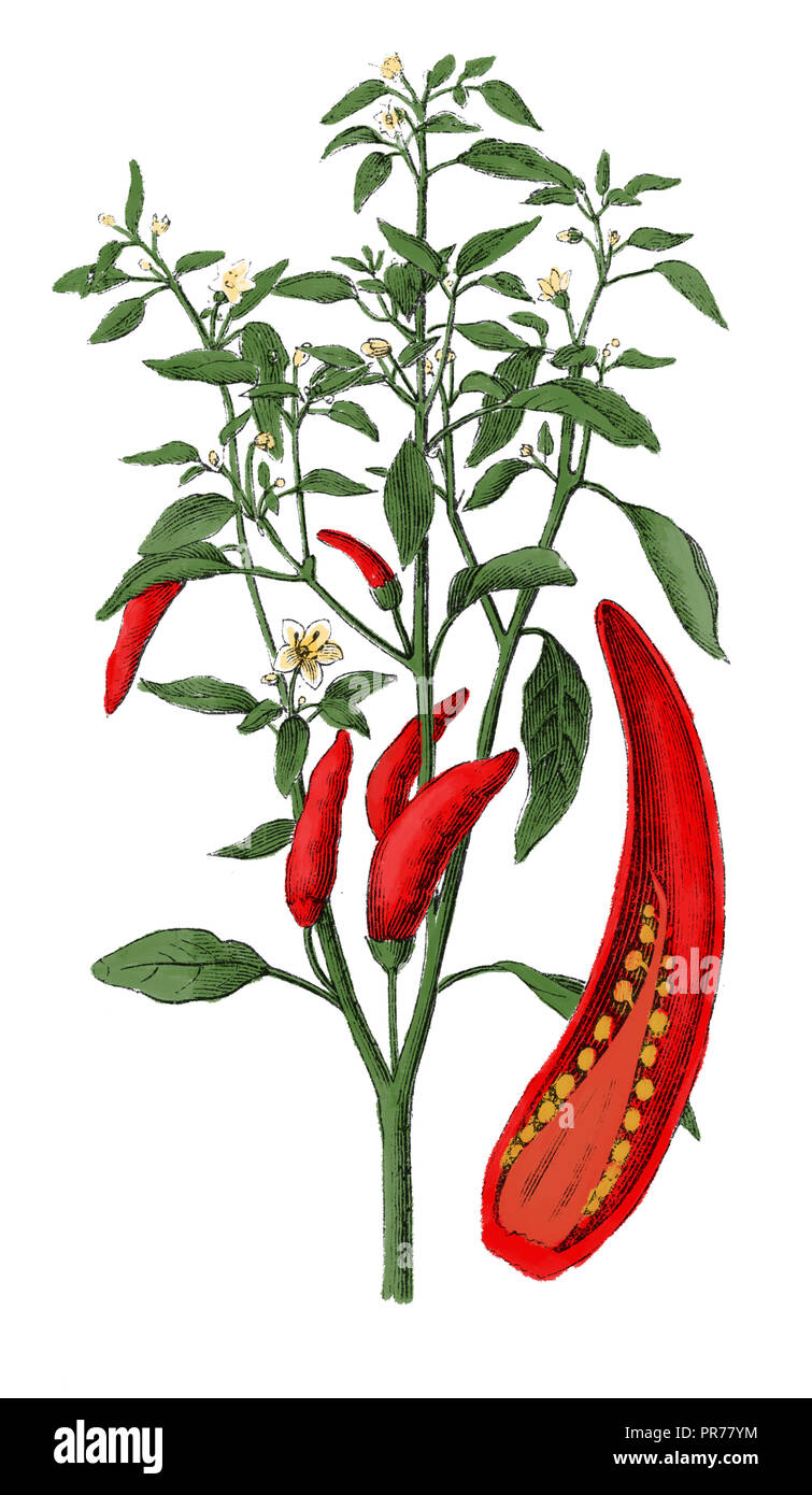 19th century illustration of capsicum annuum. Published in ...