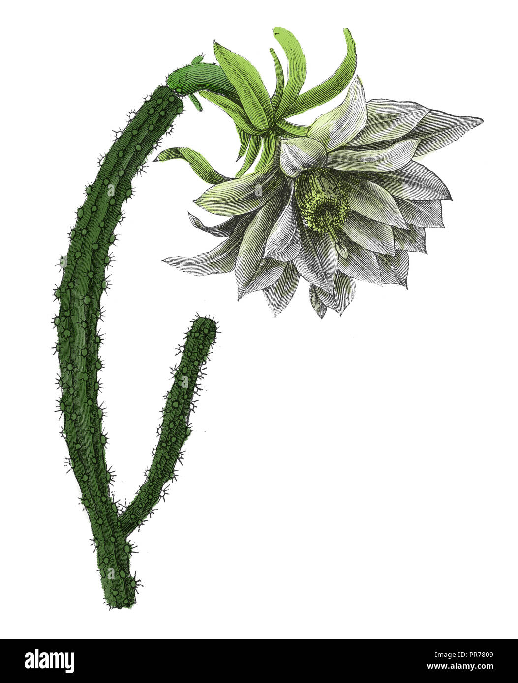 Cereus image hi-res stock photography and images - Alamy