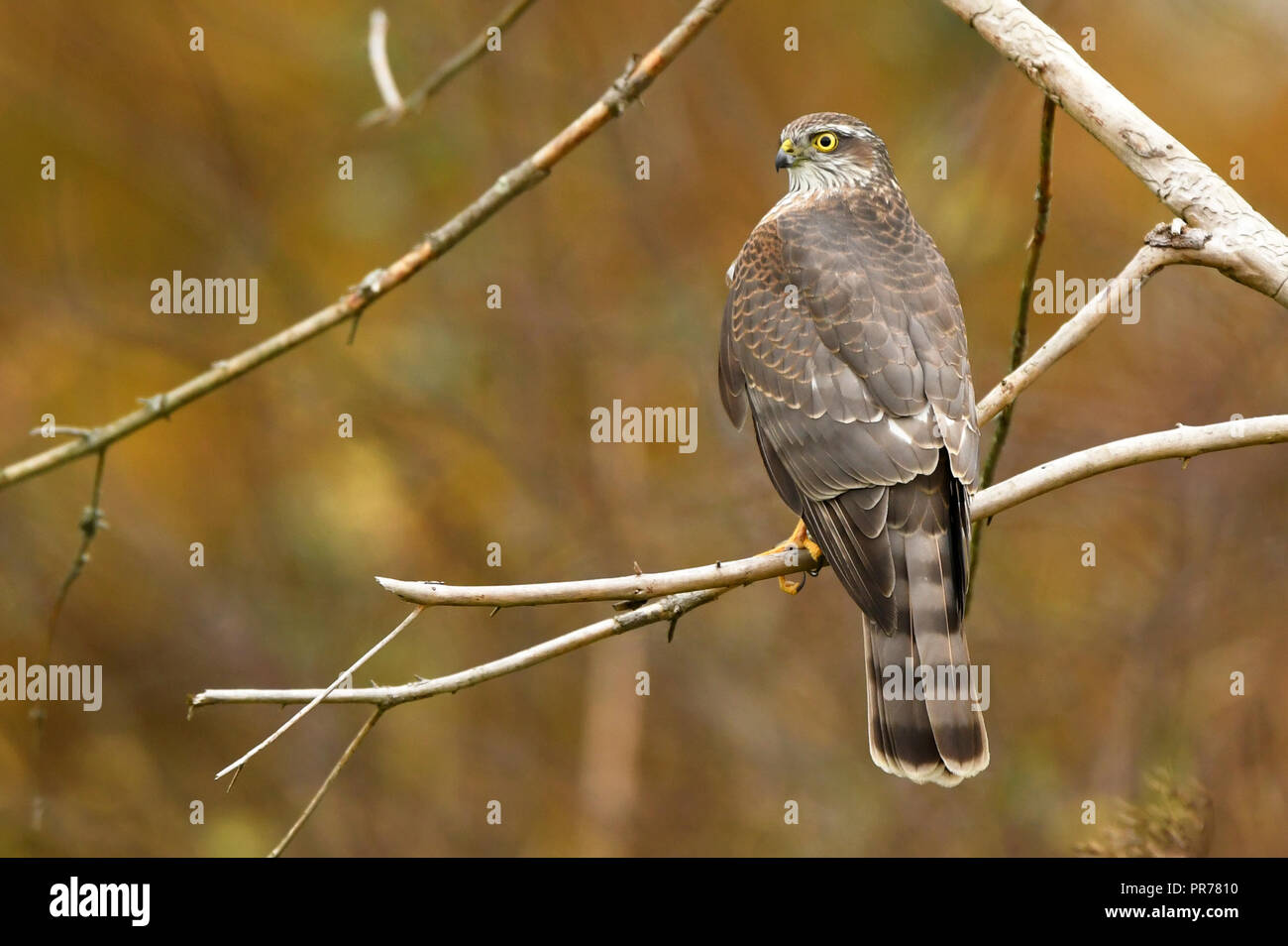 Sparrow hawk male female hi-res stock photography and images - Alamy