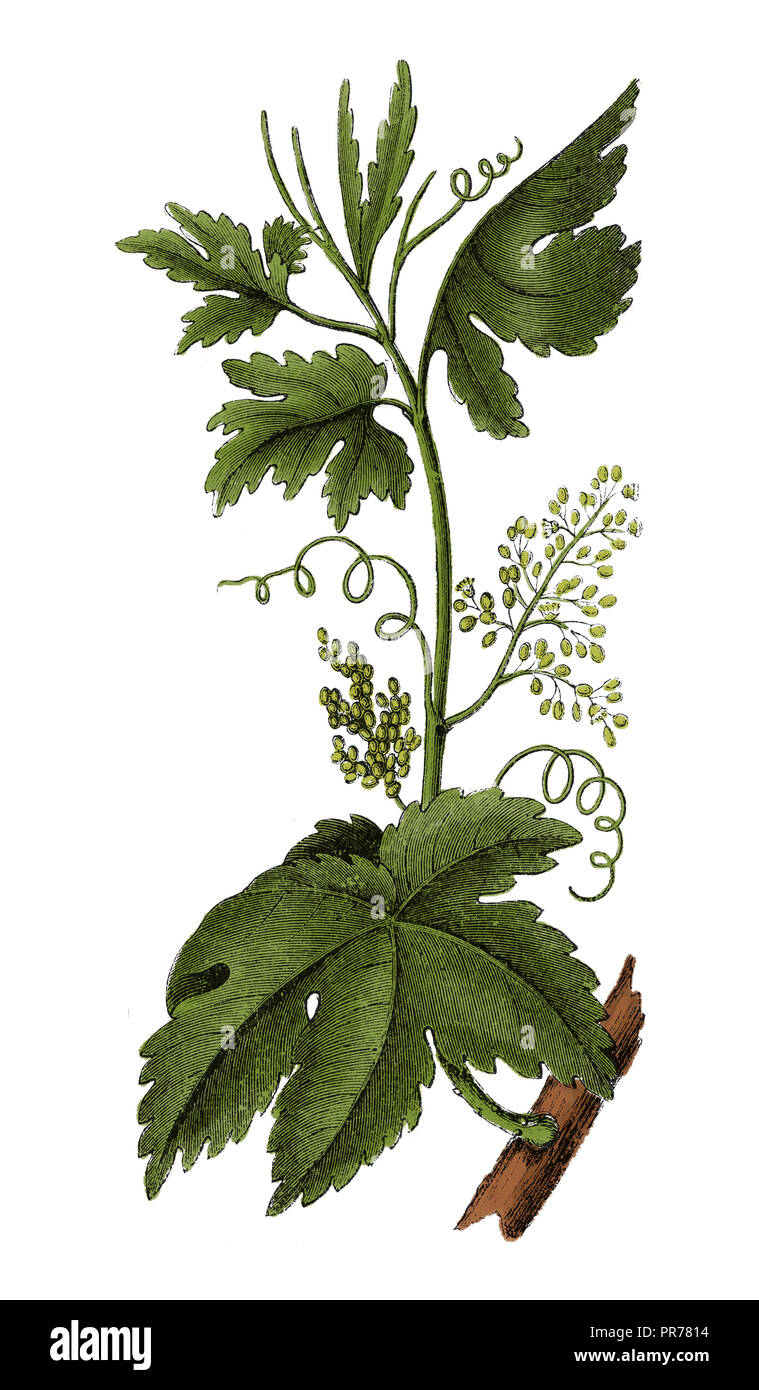 Wine plant illustration Cut Out Stock Images & Pictures - Alamy