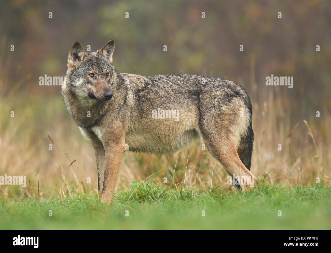 Gray wolf (Canis lupus Stock Photo - Alamy