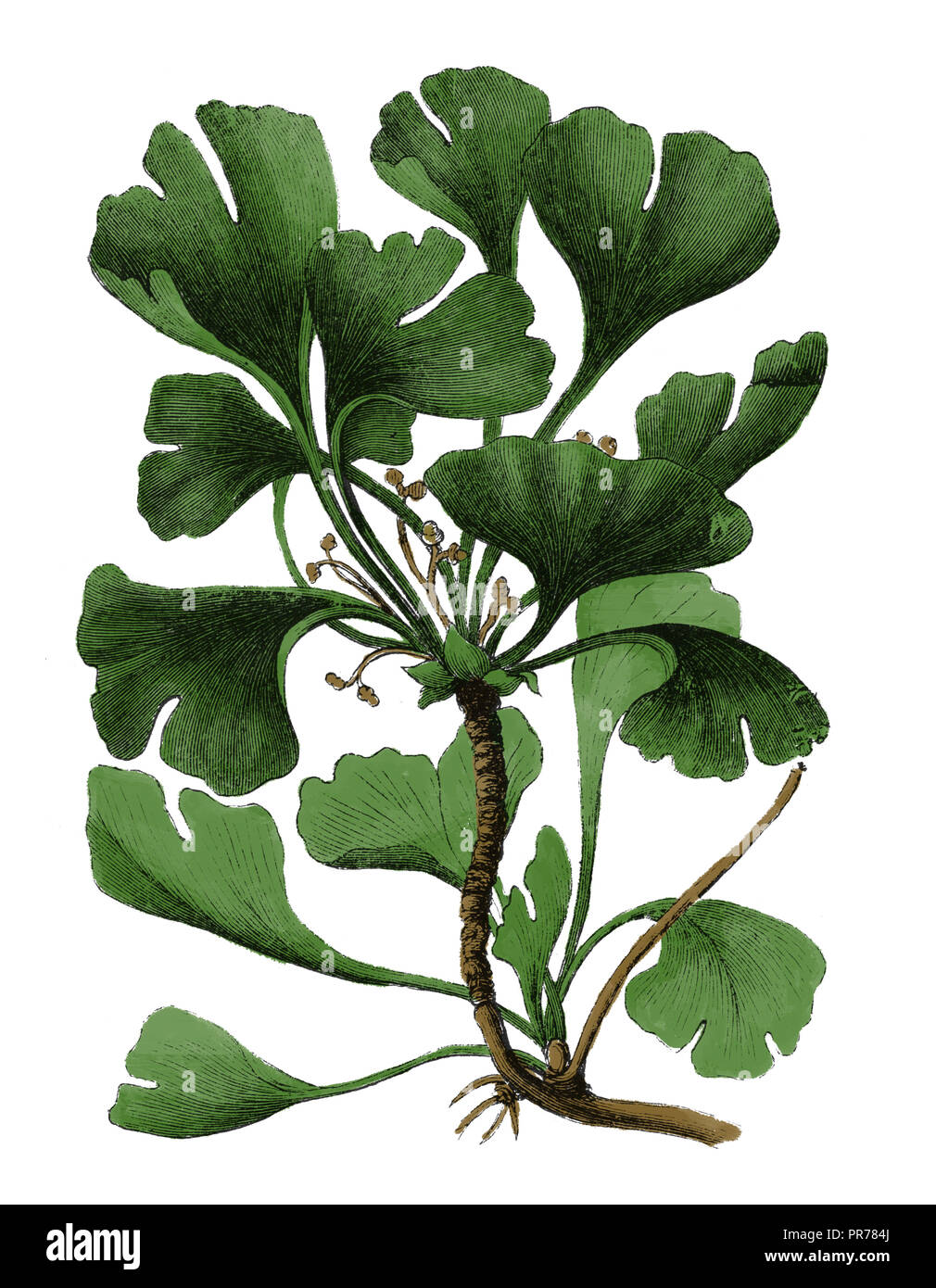 Ginkgo Biloba Tree Diagram