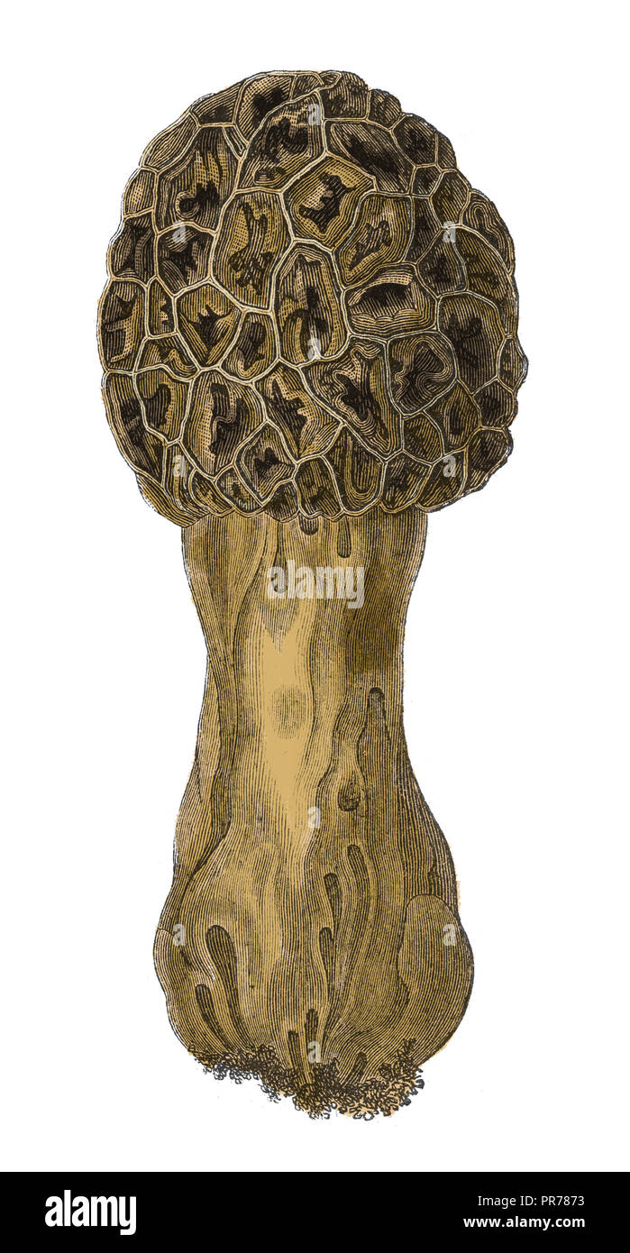 19th century illustration of morchella esculenta - commonly known as ...
