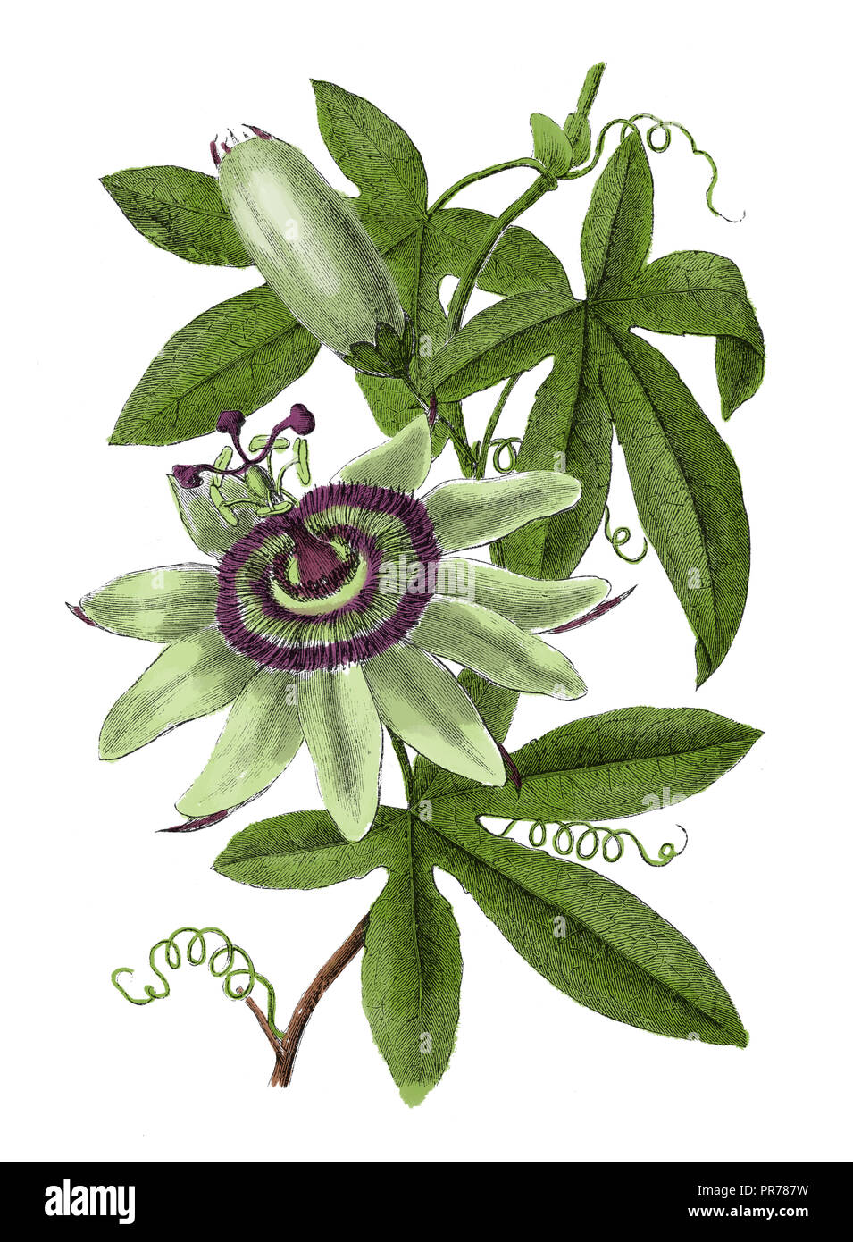 Passion Flower Plant Drawing