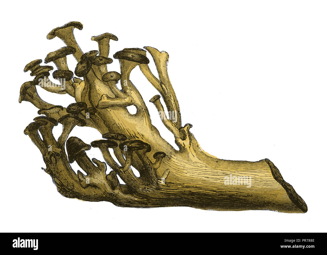 Mushroom botanical illustration hi-res stock photography and images - Alamy