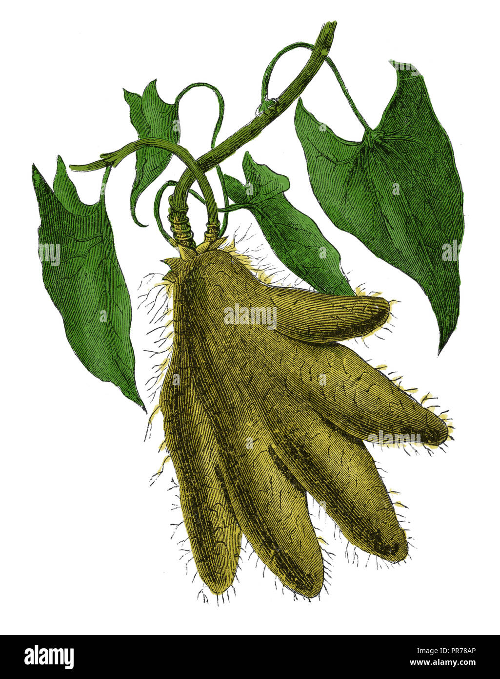 Yam head Cut Out Stock Images & Pictures - Alamy