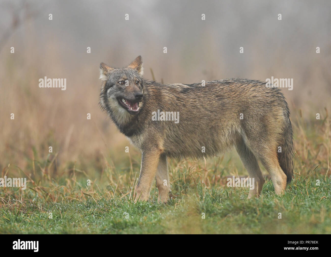 Gray wolf (Canis lupus Stock Photo - Alamy