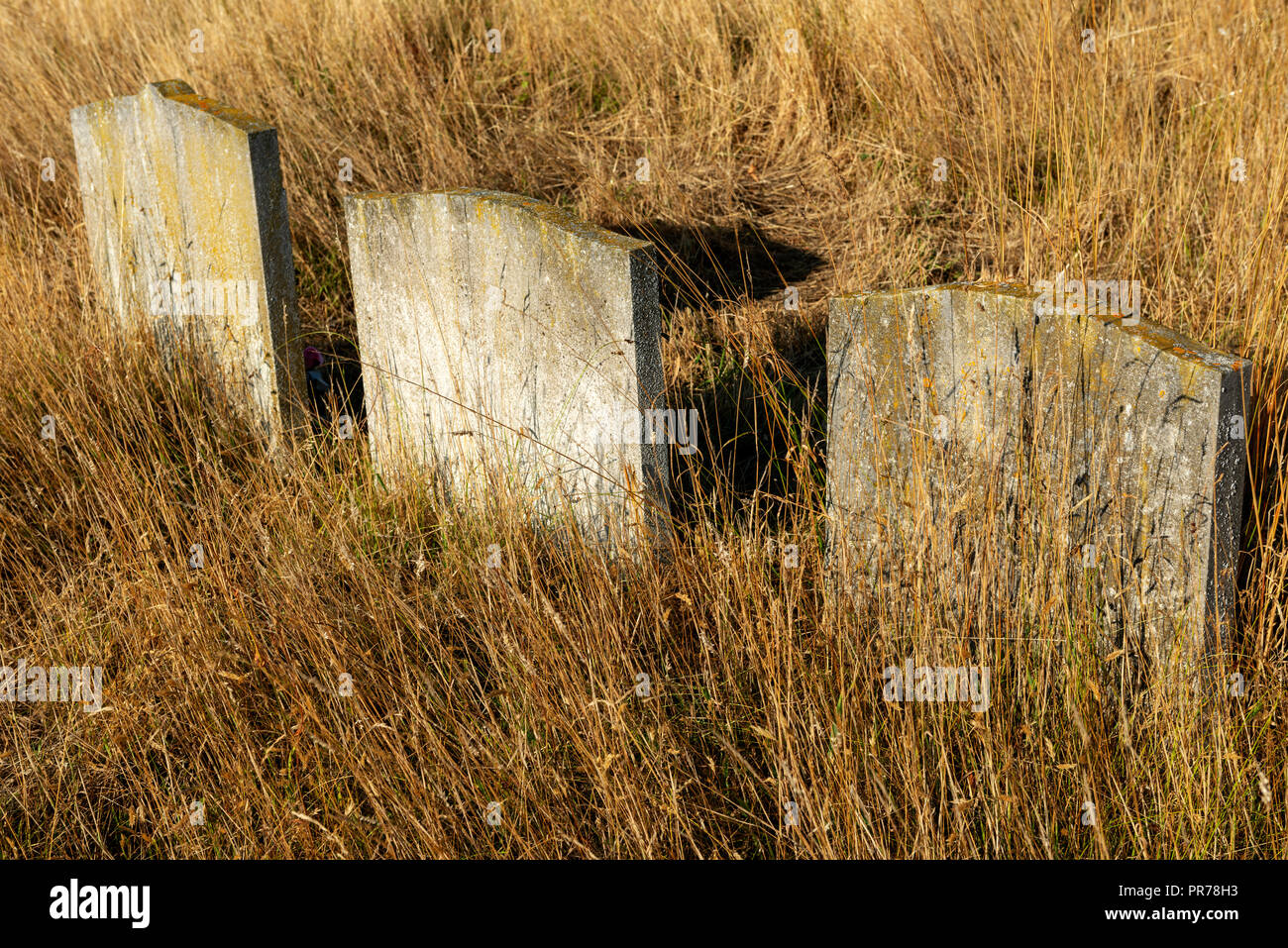 Overgrown graveyard hi-res stock photography and images - Alamy