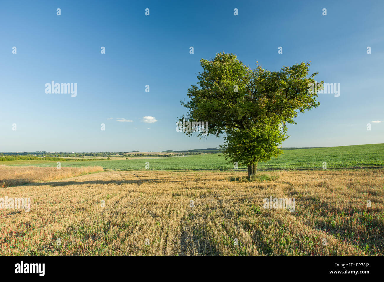 Large tree on a mowed field, horizon and a cloudless blue sky Stock ...