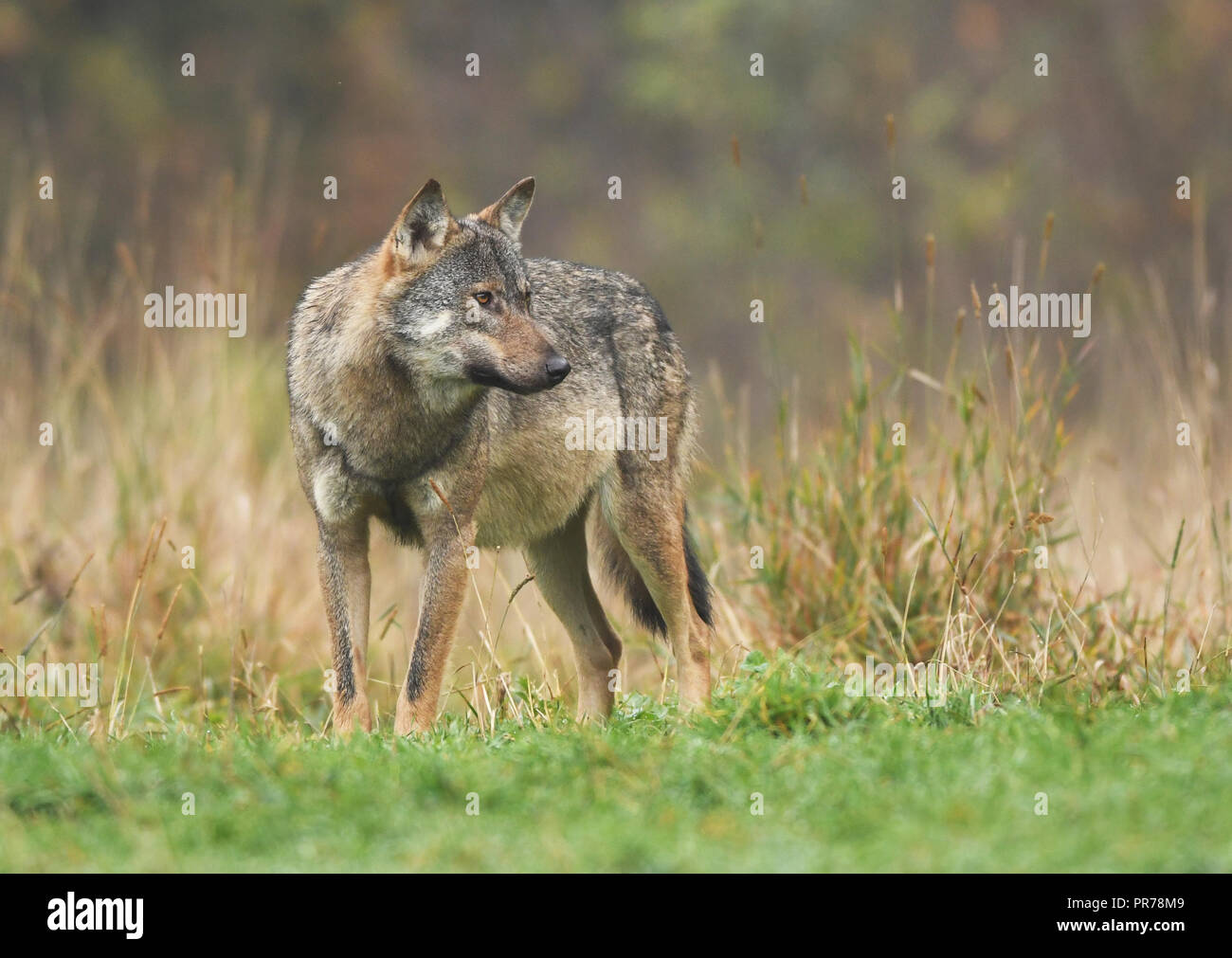 Gray wolf (Canis lupus Stock Photo - Alamy