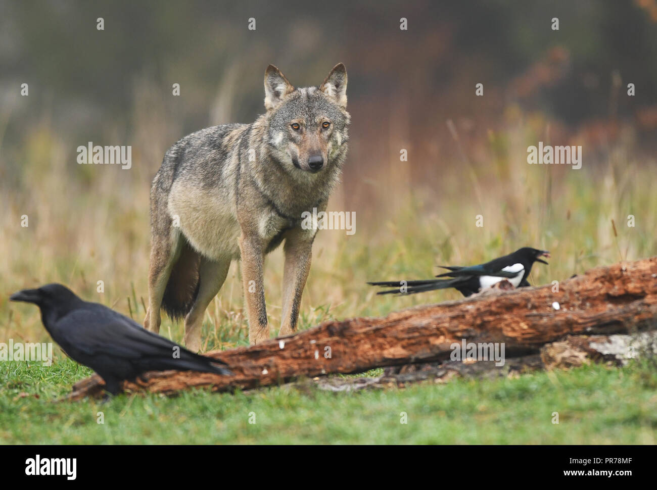 Gray wolf (Canis lupus Stock Photo - Alamy