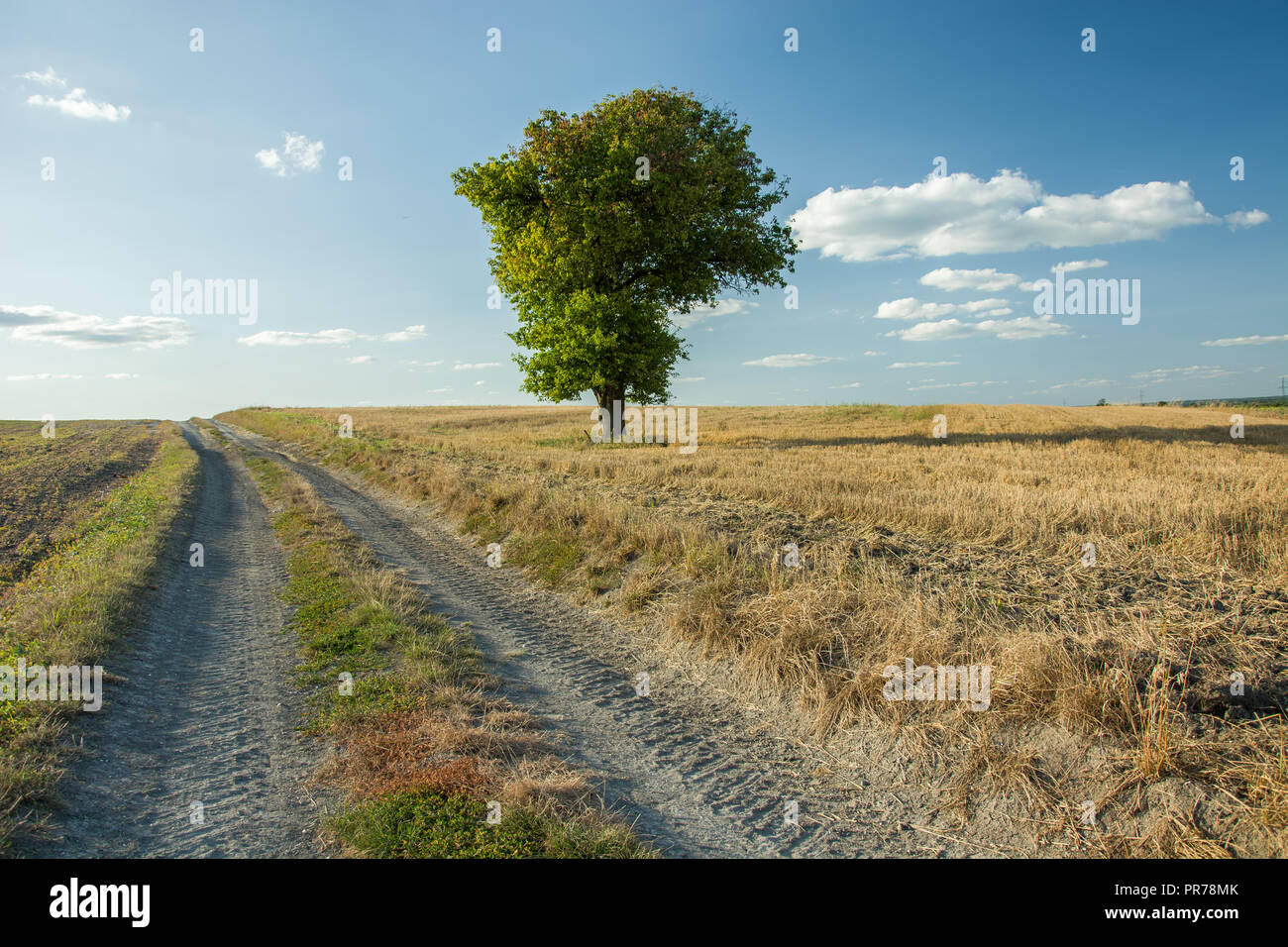 Lonely leafy big tree by a dirt road on a stubble Stock Photo - Alamy