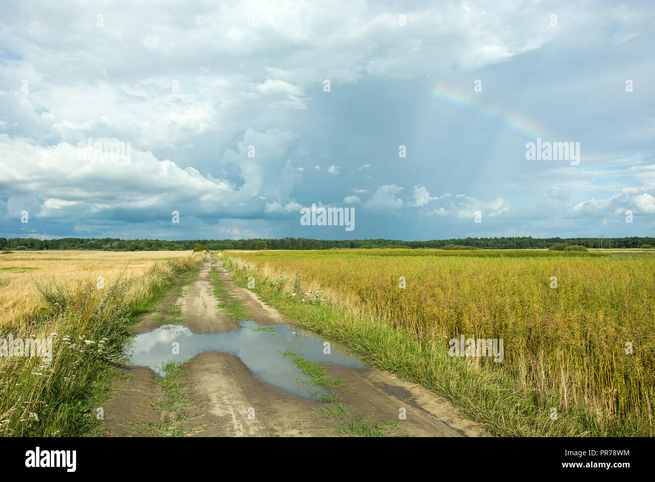 Rain puddle scenery hi-res stock photography and images - Alamy