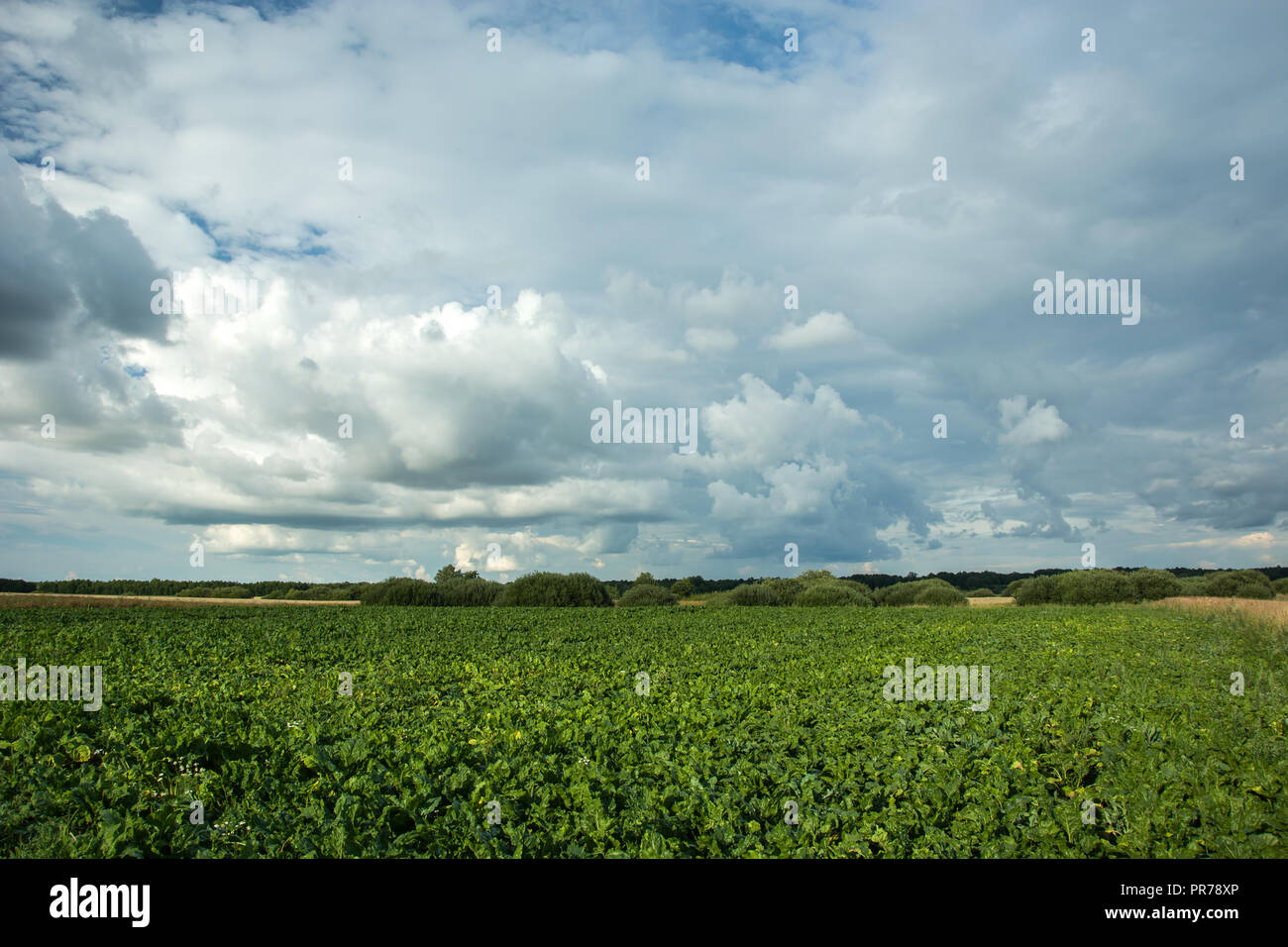 Field of beets and clouds in the sky Stock Photo - Alamy