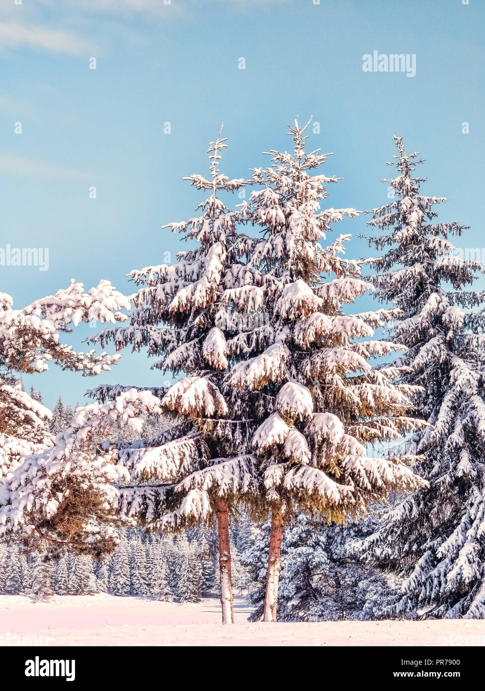 Rhodope forest hi-res stock photography and images - Alamy