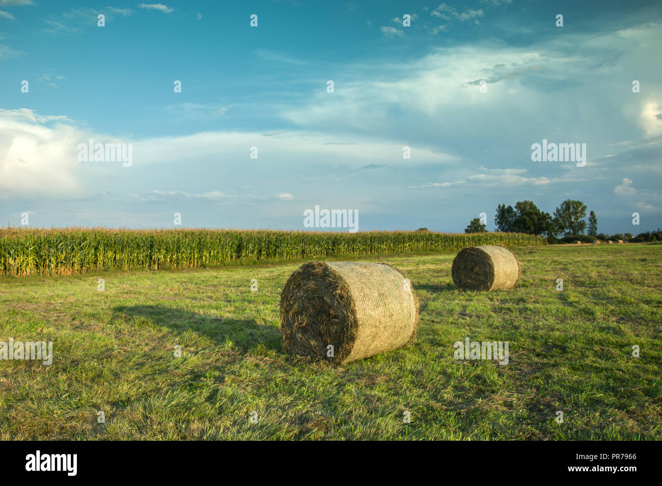 Two haystacks in the field corn Stock Photo - Alamy