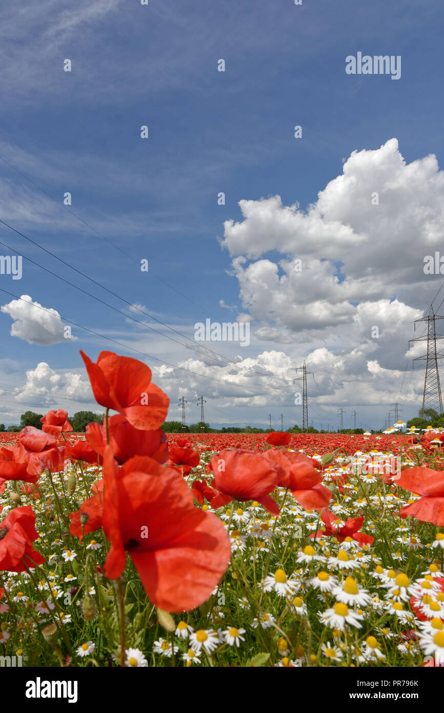 Red poppy carpet hi-res stock photography and images - Alamy
