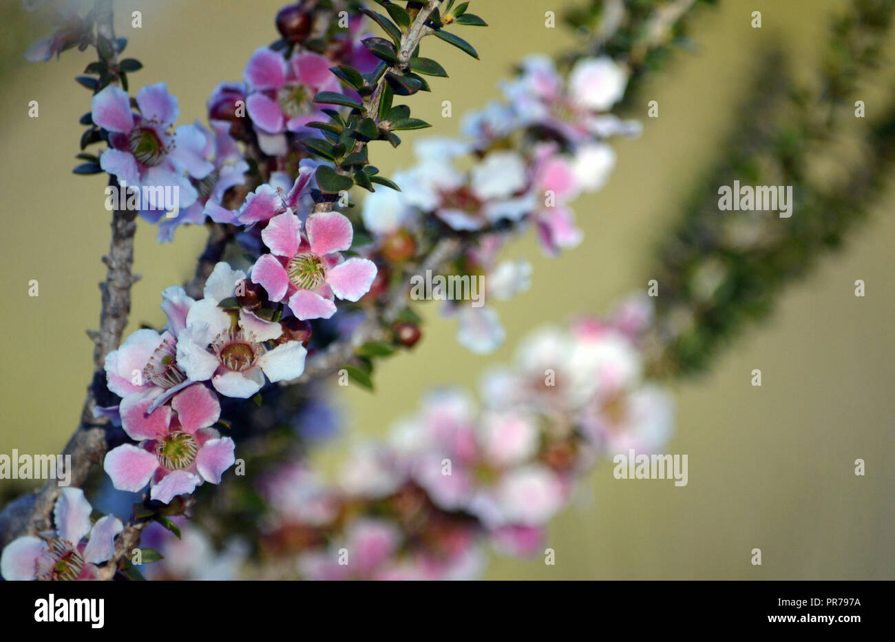 Australian Peach Tree High Resolution Stock Photography and Images - Alamy