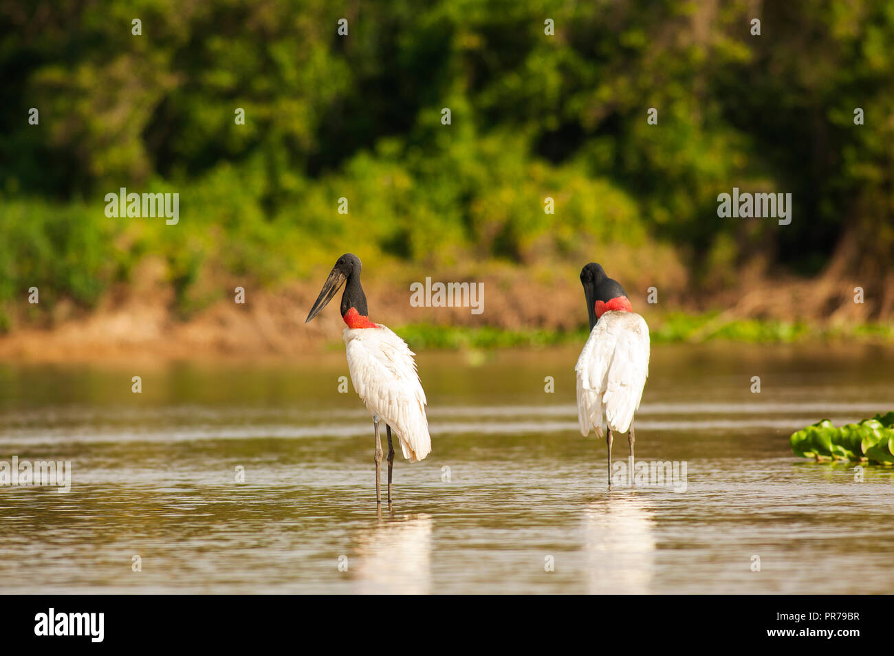 Tuiuiu or Jaburu, the bird that is the symbol of the Pantanal on Cuiabá ...