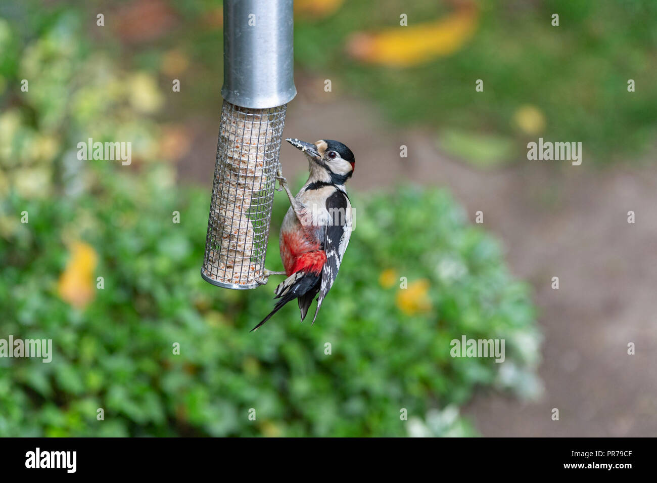 Adult lesser spotted woodpecker on bird feeder UK Stock Photo - Alamy