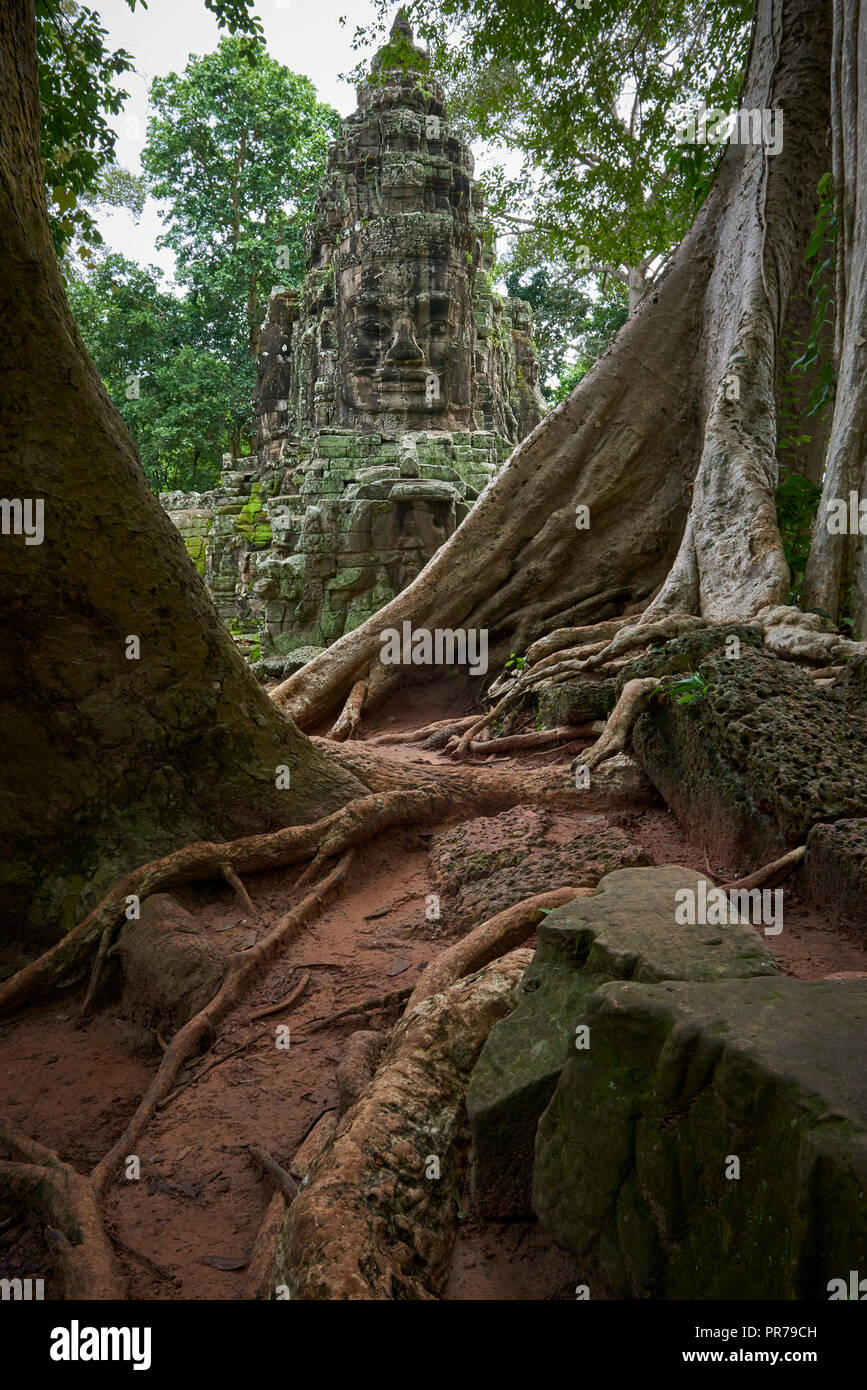 Ruins in Angkor Wat hidden amongst trees. The Angkor Wat complex, Built ...