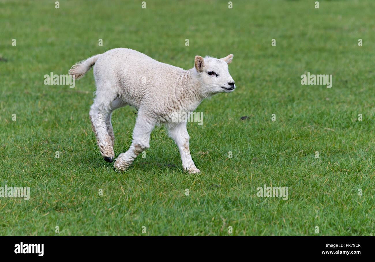 Spring Lamb Buckinghamshire UK Stock Photo - Alamy