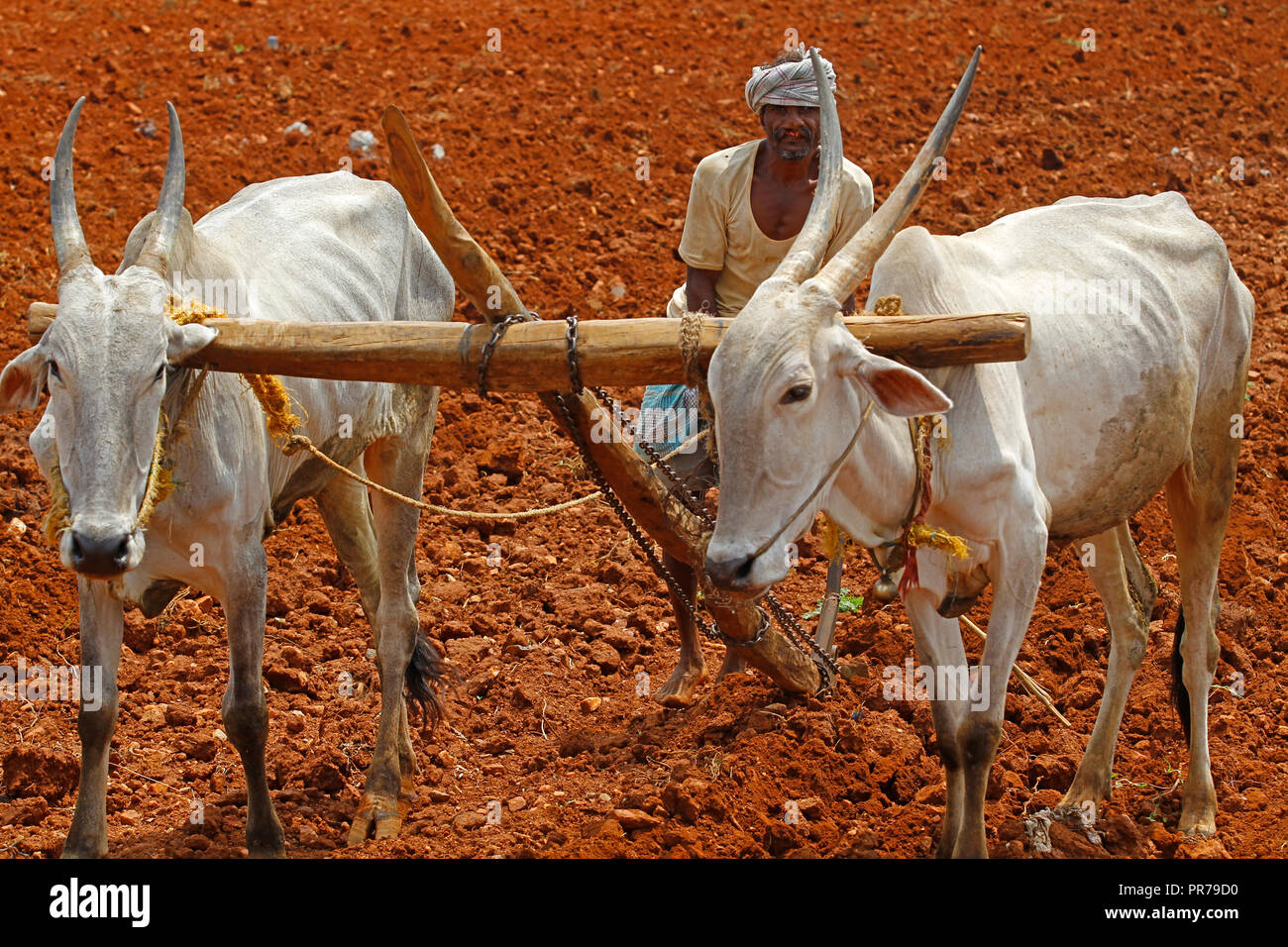 Indian man working on the field, Karnataka, India Stock Photo - Alamy
