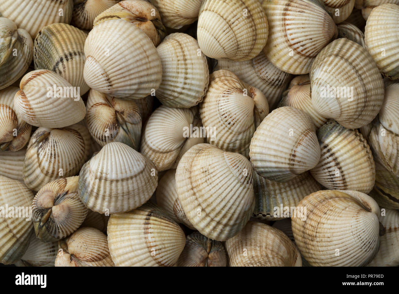 Common cockles hi-res stock photography and images - Alamy