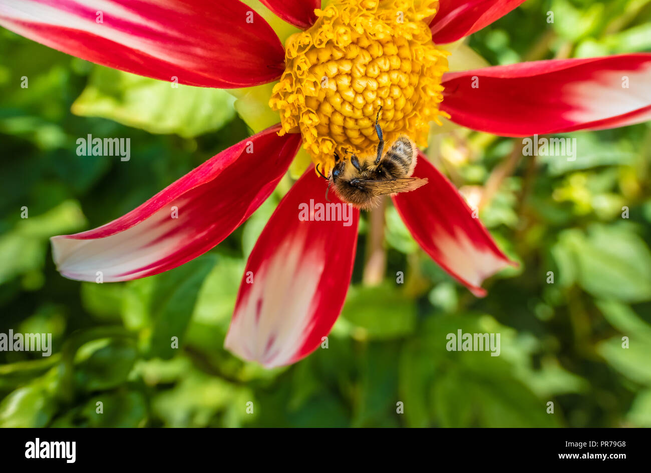 Bumble bee getting pollen from the exuberant variety of garden flowers ...