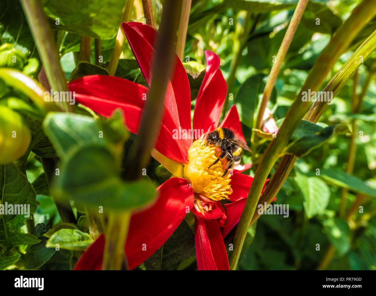 Bumble bee getting pollen from the exuberant variety of garden flowers ...