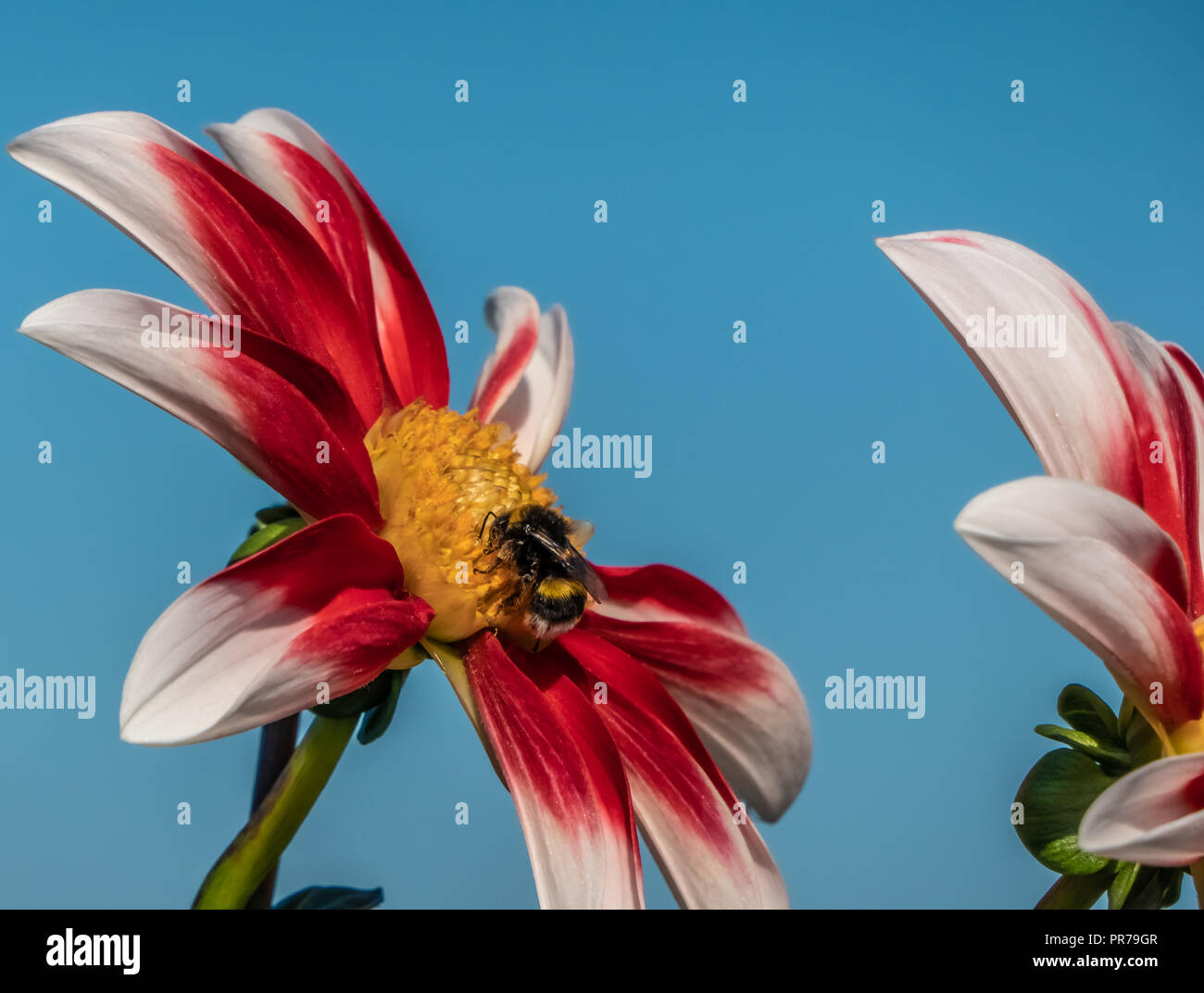 Bumble bee getting pollen from the exuberant variety of garden flowers ...