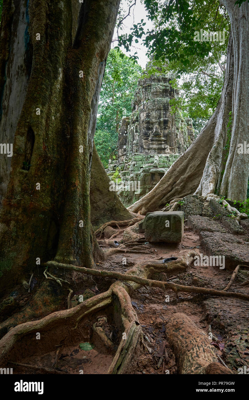 Ruins in Angkor Wat hidden amongst trees. The Angkor Wat complex, Built ...