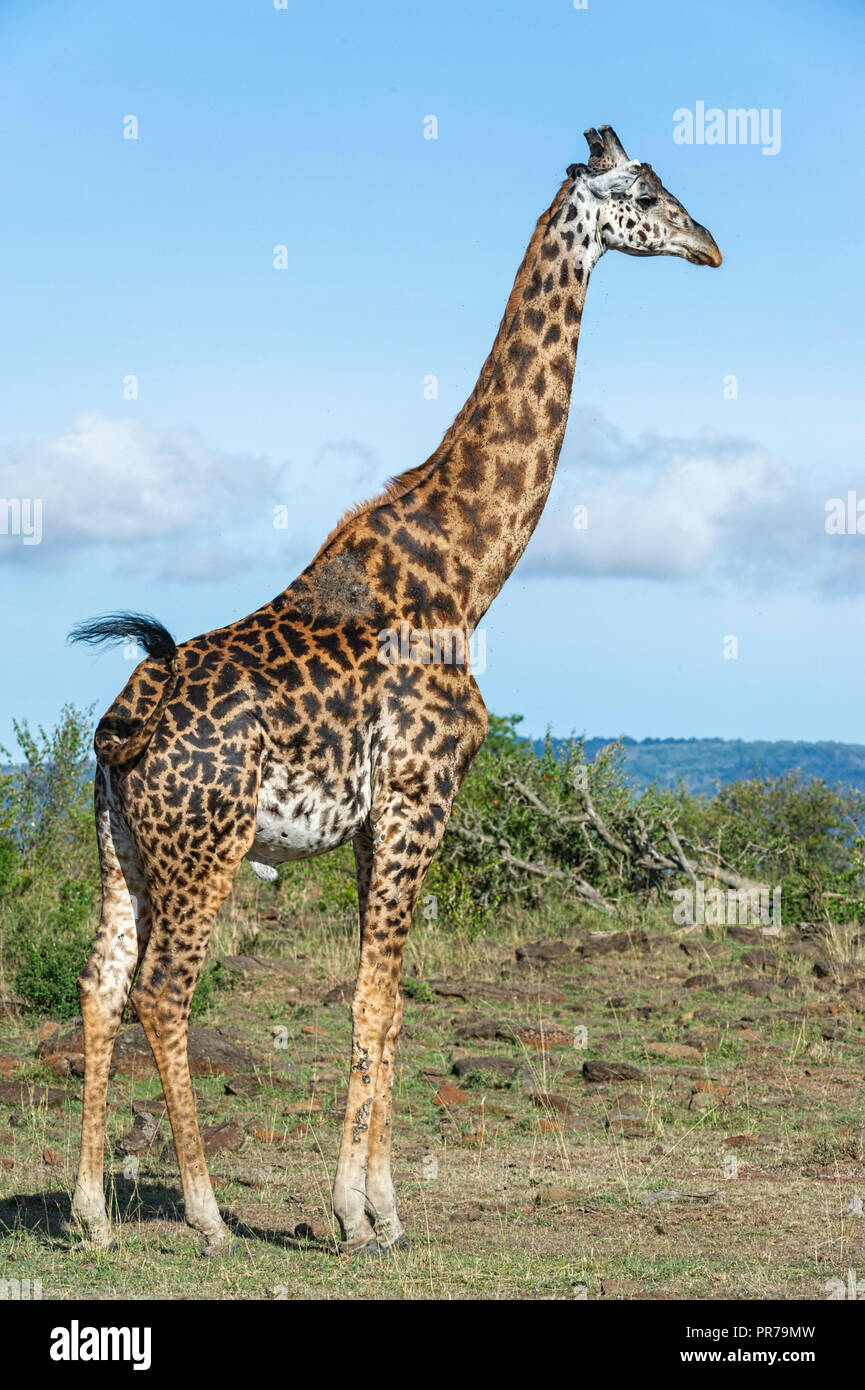 Male giraffe vertical hi-res stock photography and images - Alamy
