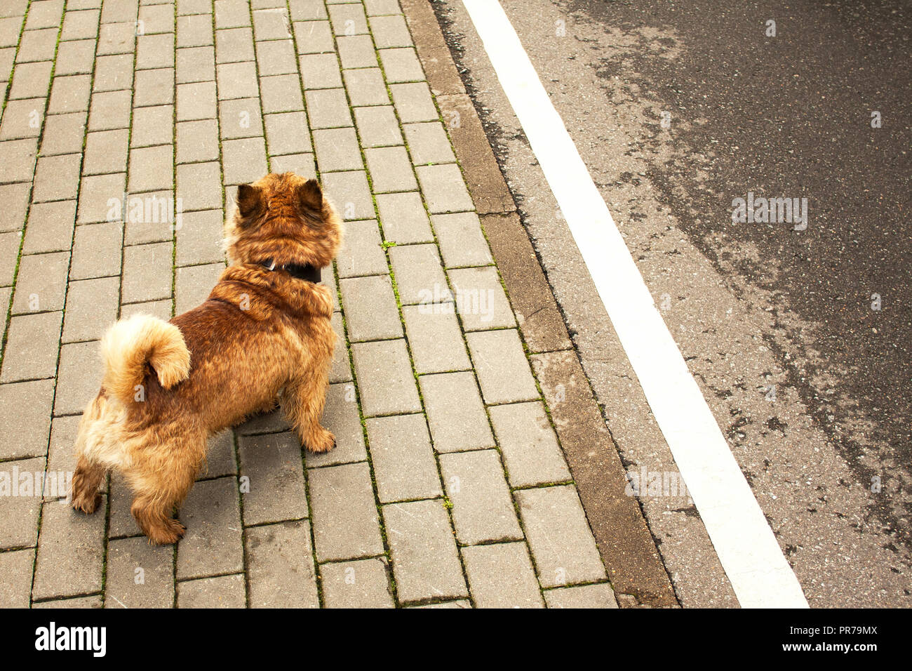 A sad dog stands with his back to the camera on the road and looks ...