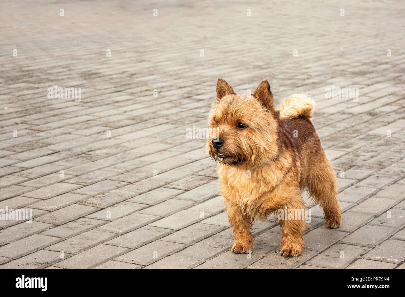 Portrait of a dog. Standing in front of the camera and looking forward ...