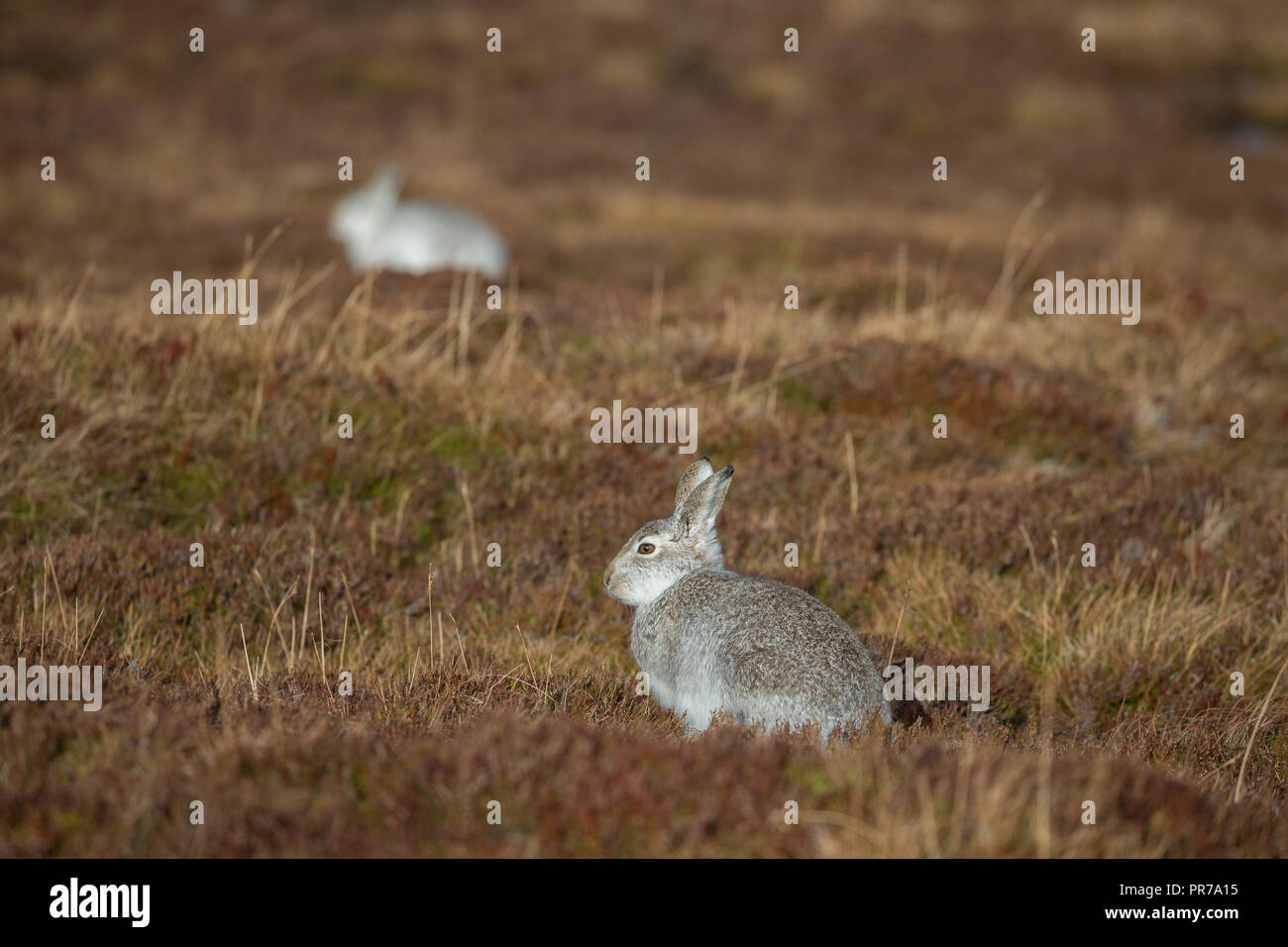 Hares Form High Resolution Stock Photography and Images - Alamy