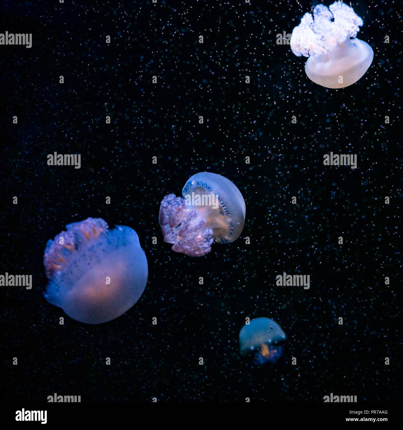 Close-up Jellyfish, Medusa in fish tank with neon light. Jellyfish is ...