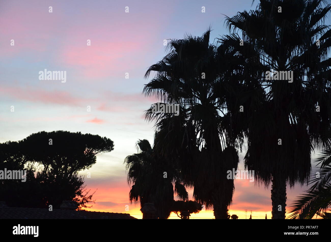Silhouettes of trees with sunset background hi-res stock photography ...