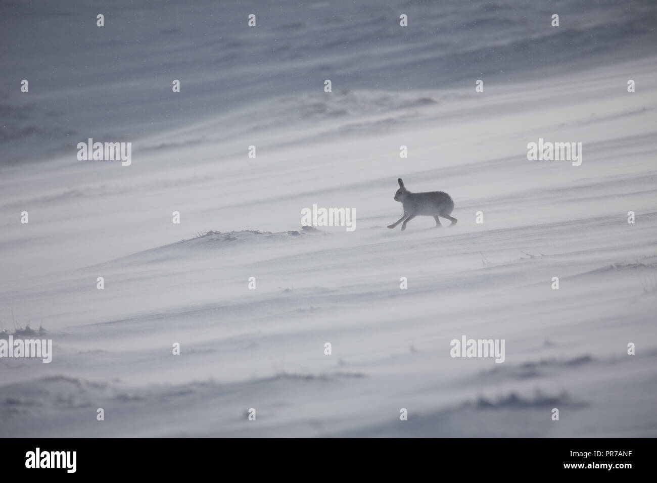 Mountain hare (Lepus timidus) braving snow, spindrift and blizzard ...